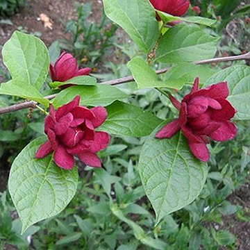 Tranquil Lake Nursery
